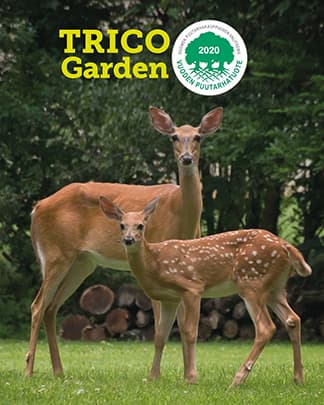 Paperitoukka: Pieni, mutta ilkeä tuholainen