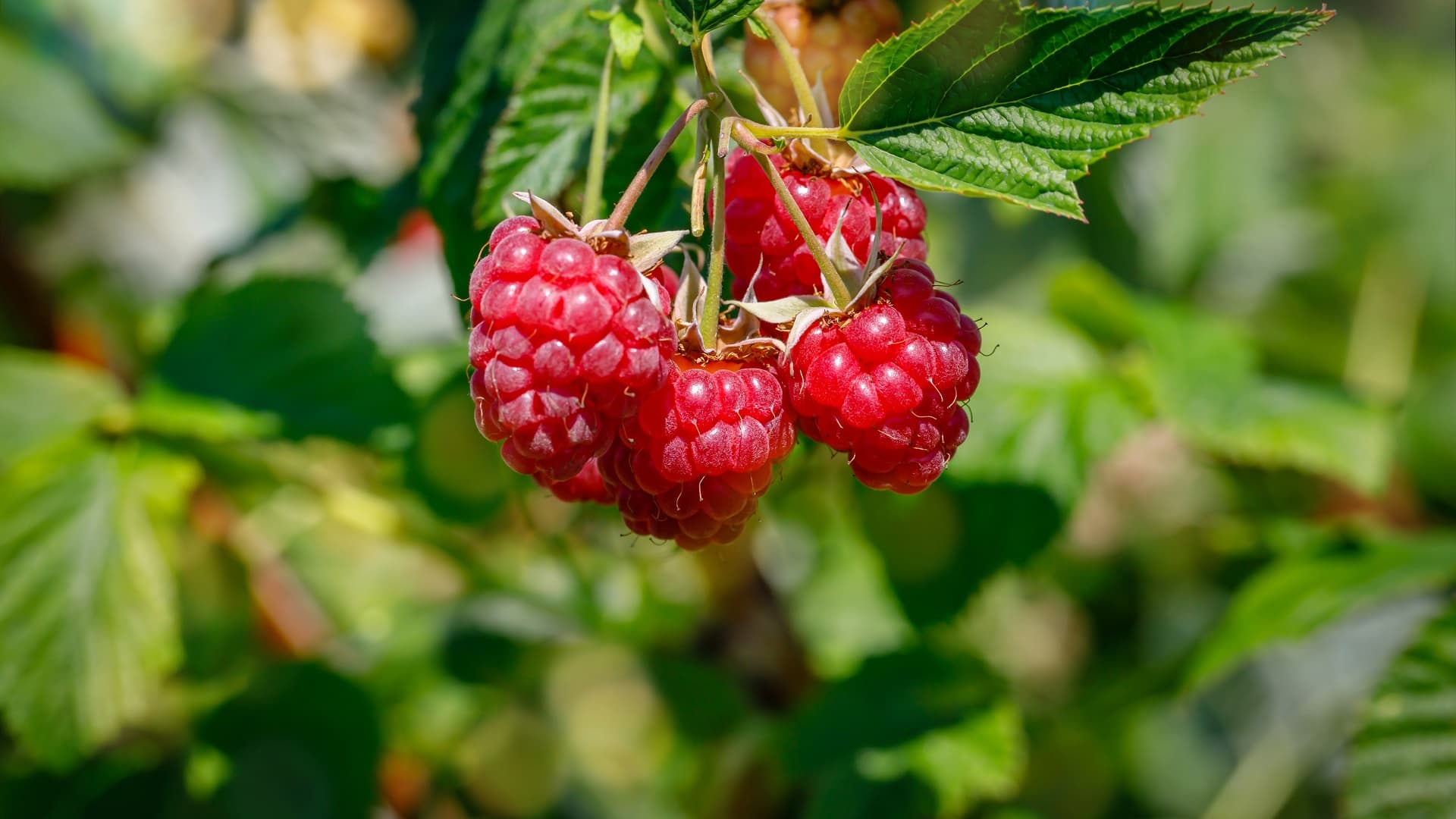 Paperitoukka: Pieni, mutta ilkeä tuholainen