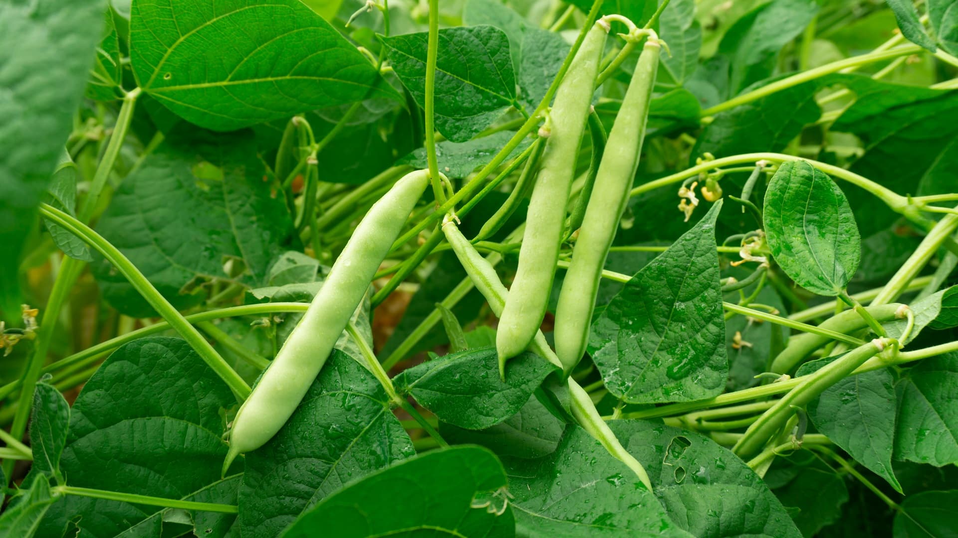 Paperitoukka: Pieni, mutta ilkeä tuholainen