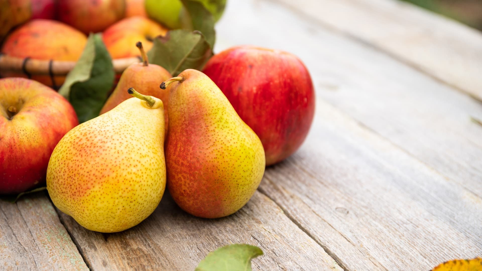 Paperitoukka: Pieni, mutta ilkeä tuholainen