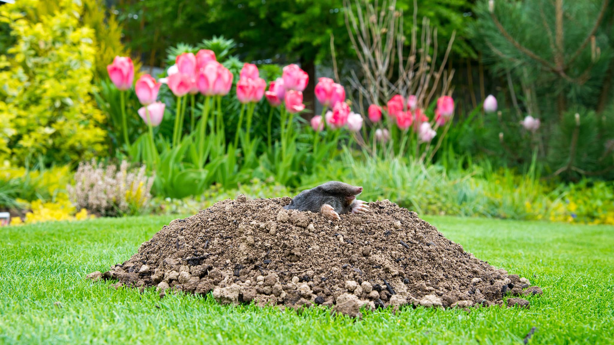 Paperitoukka: Pieni, mutta ilkeä tuholainen